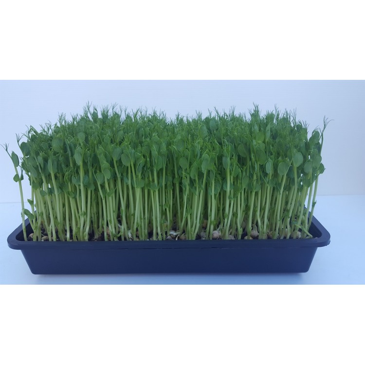 Pea Shoots Tray
